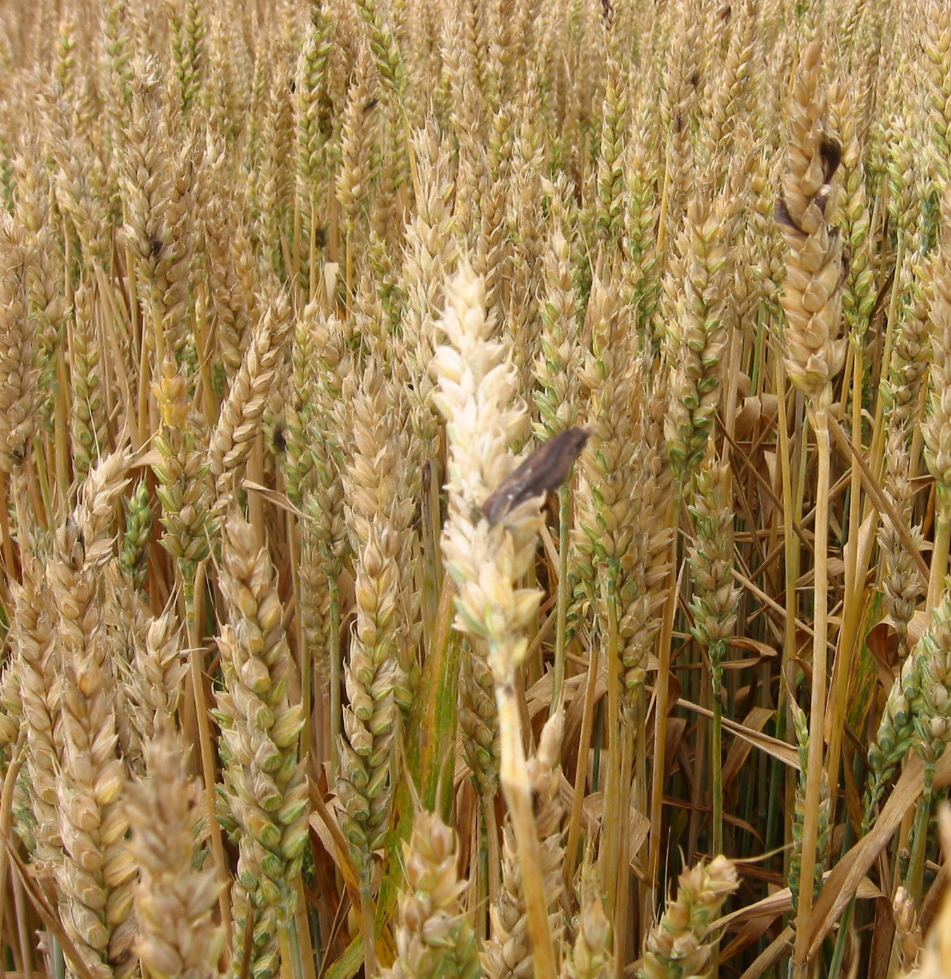 Fiches ergot - juin 2021 | DRIAAF Île-de-France