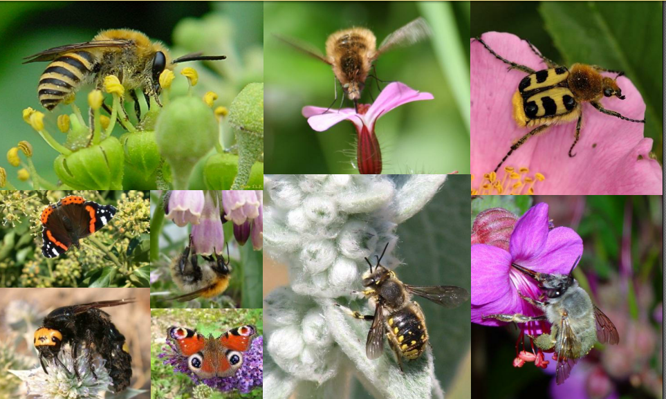 Printemps du Spipoll : édition 2023 | DRIAAF Île-de-France